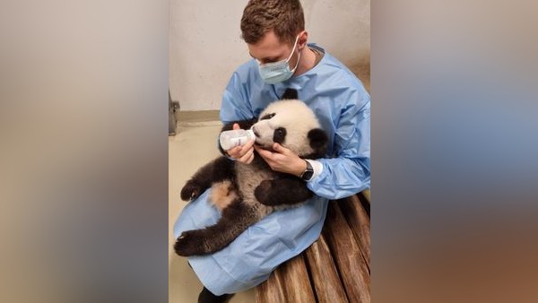 Süßes Video: Panda-Babys Leni und Lotti bekommen jetzt Fläschchen