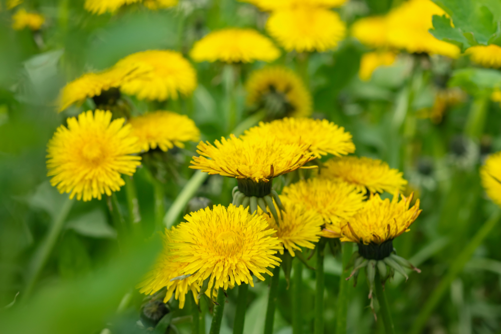 Dandelions: The Immune-Boosting Secret Hiding in Plain Sight