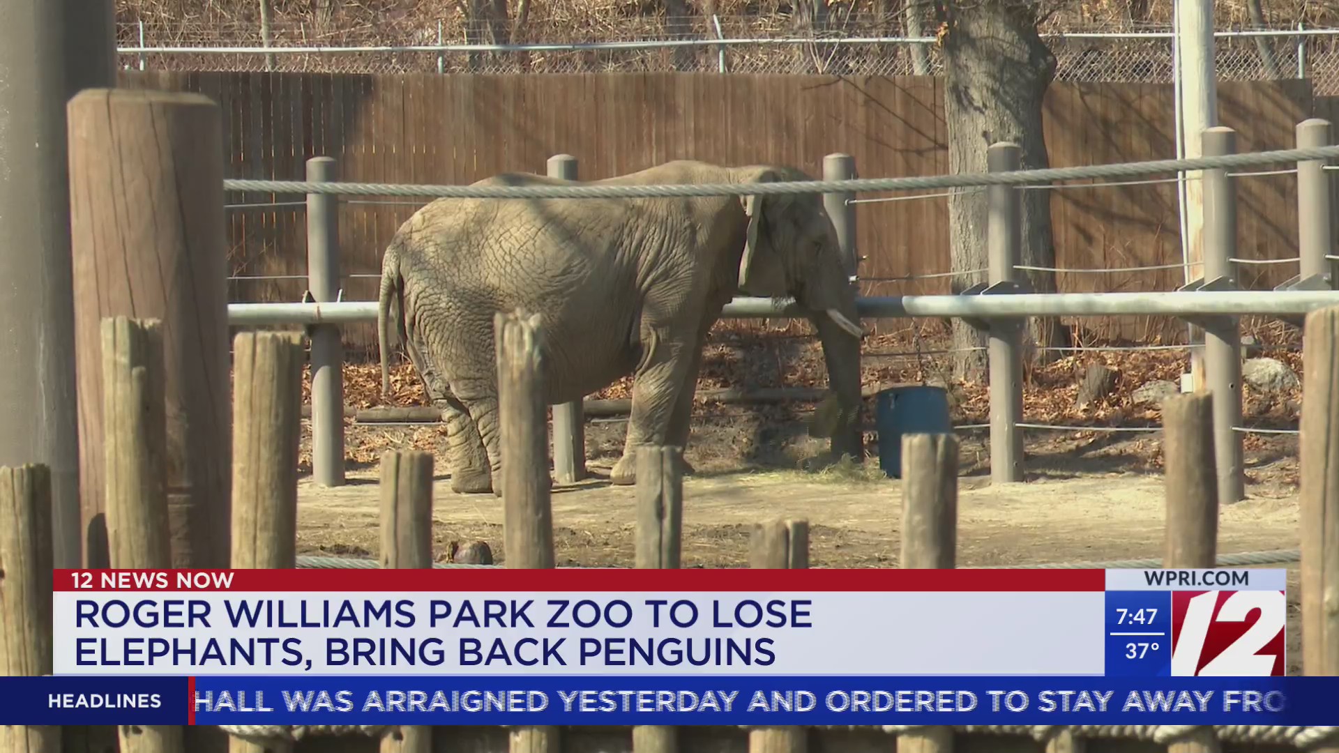 Penguins returning to Roger Williams Park Zoo this spring