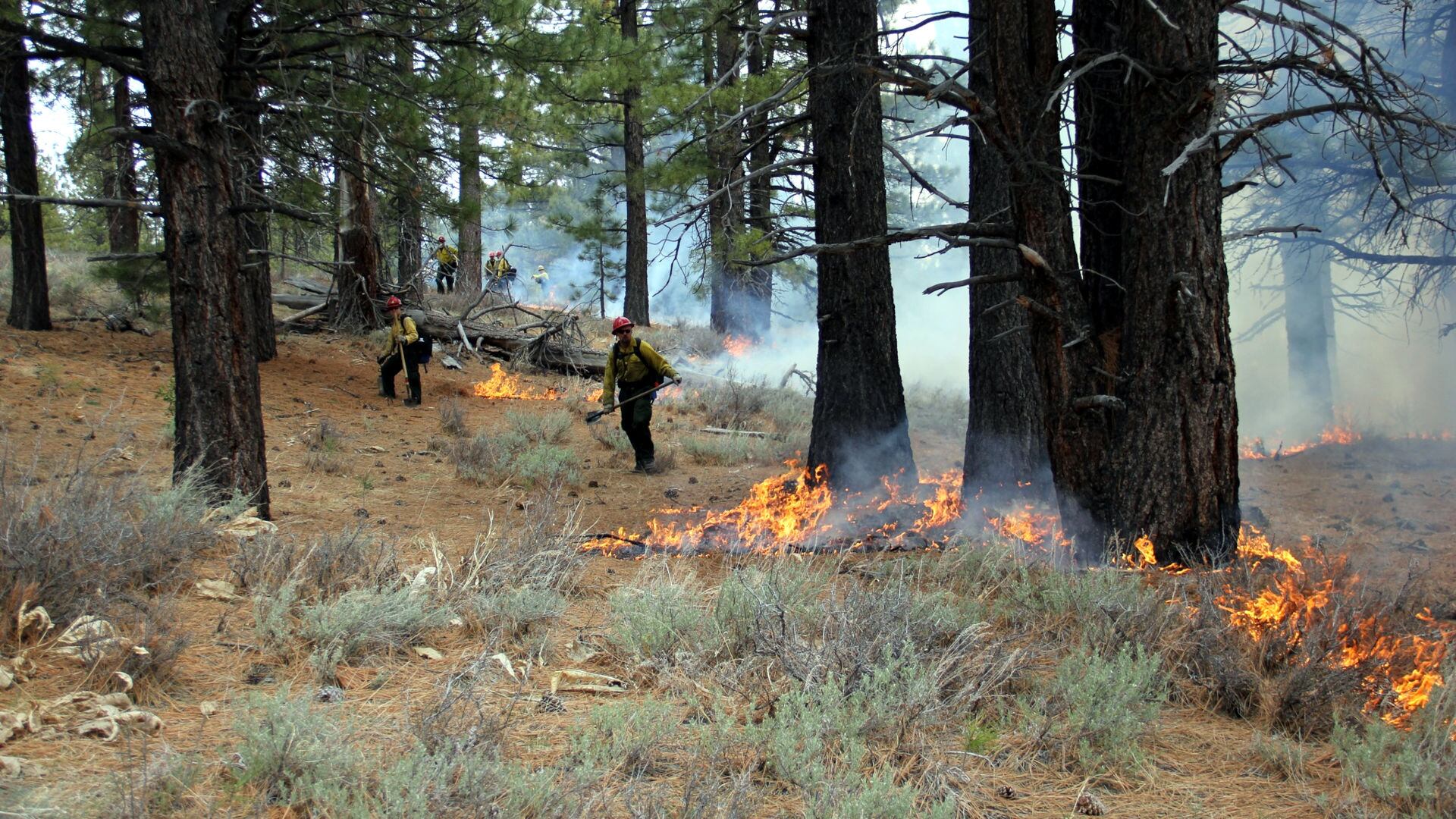 U.S. Forest Service conducts 984-acre prescribed burn in Jones County