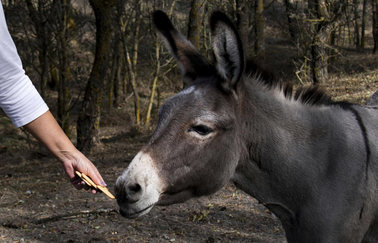 Russia Deploys Donkeys, Camels in Ukraine Amid Resupply Struggles