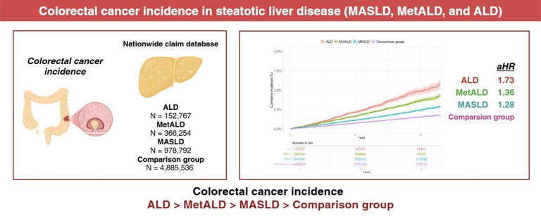 Decoding the link between colorectal cancer risk and steatotic liver ...