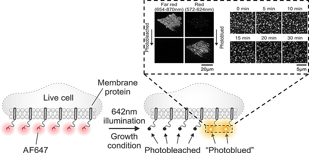 Phoenix Fluor 555: Ultra-photostable fluorescent molecule reveals ...