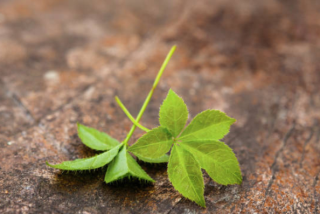 La planta de la inmortalidad: la hierba que combate el estrés oxidativo ...