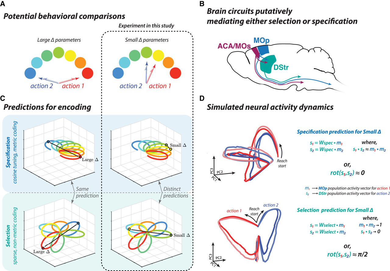 Researchers challenge textbook ideas of how the brain specifies movement