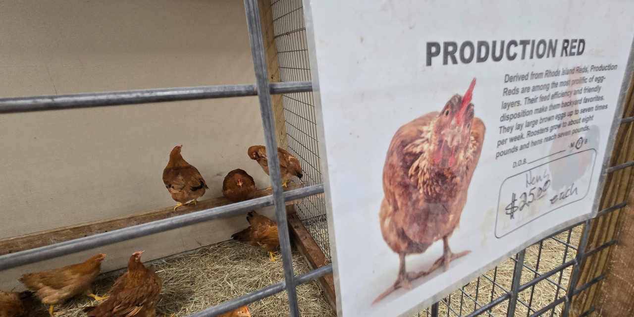 Moderna’s stock stumbles on report HHS is reviewing $590 million award ...