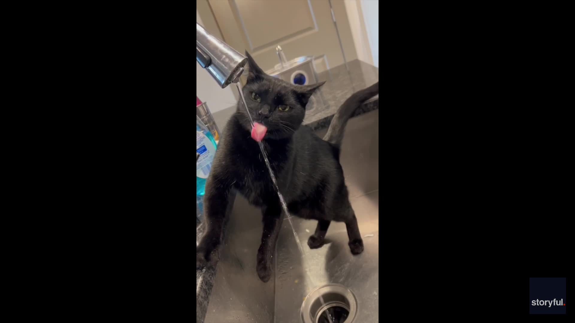 Hilarious Montage Shows Cat's Weird Drinking Method