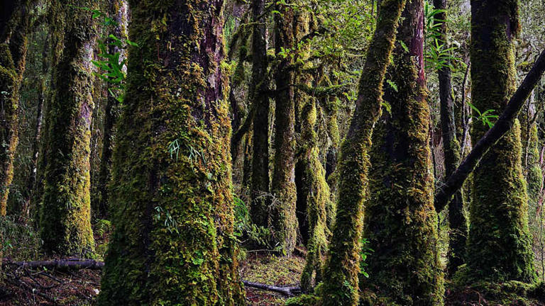 11 Peaceful Protests and Their Historic Results