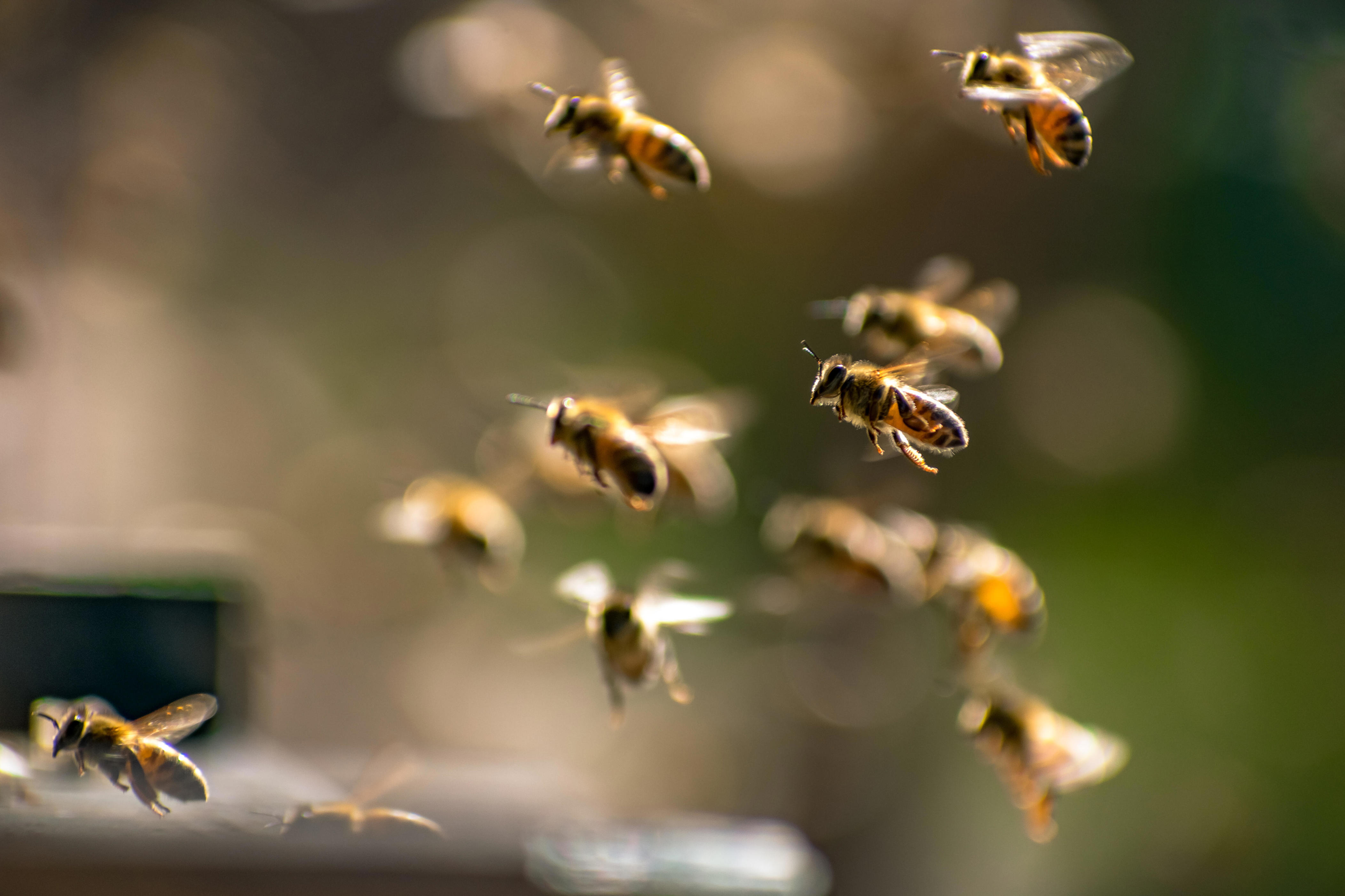 Man Checking Mail Unleashes Swarm Of Angry Bees That Injured Ten People