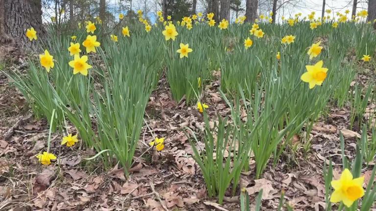 East Texas daffodil garden prepares for season’s peak