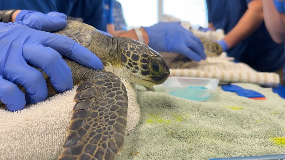 GALLERY: Florida Aquarium reaches capacity amid sea turtle cold-stress ...