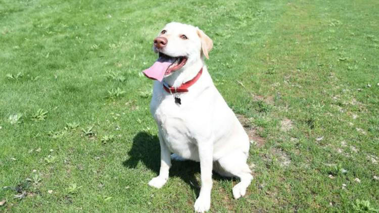 Seasonal dog off-leash program ending at 2 Boise parks Friday Seasonal dog off-leash program ending at 2 Boise parks Friday