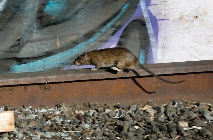 Disease spread by rats found near Berkeley encampment