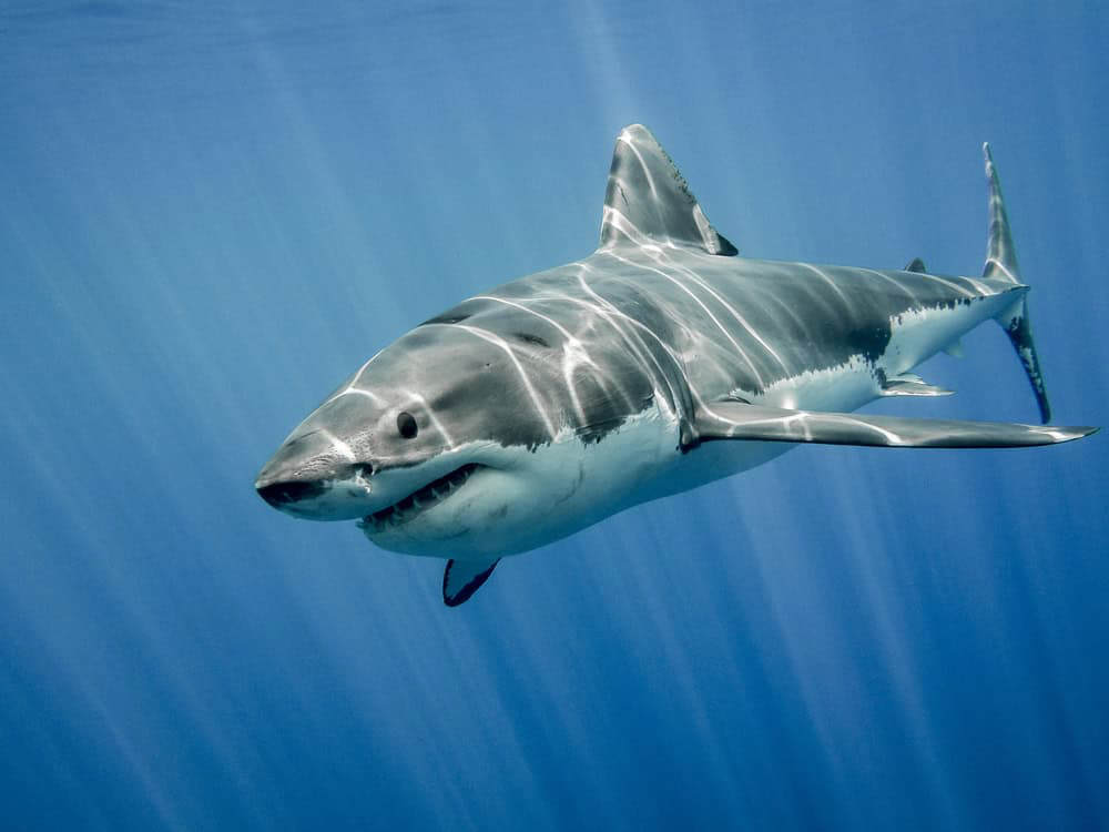 Why Are Great White Sharks Migrating Closer to US Shores? Why Are Great White Sharks Migrating Closer to US Shores?