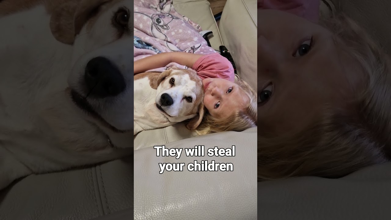 10 Things Beagles Will Absolutely Steal From You