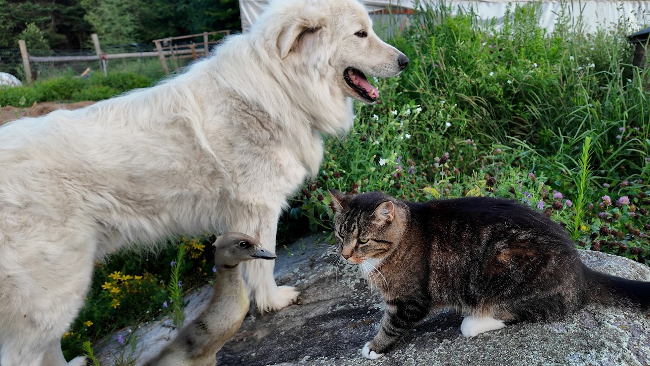 The story of the lone duckling surviving on the farm