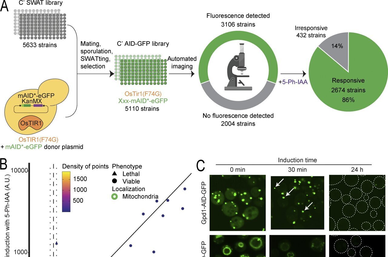 When proteins go on strike: Yeast colonies reveal hidden roles in some ...