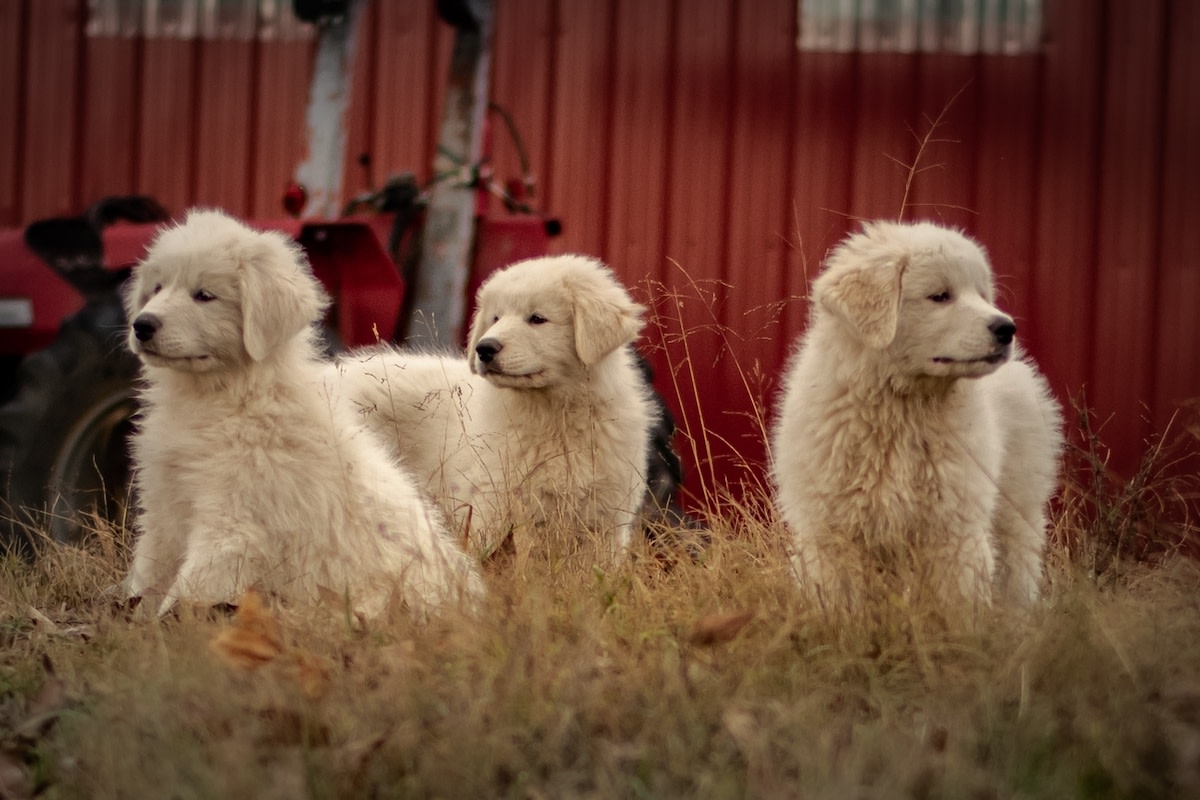 Baby Goat Joins Litter of Great Pyrenees Puppies Like She's One of the ...