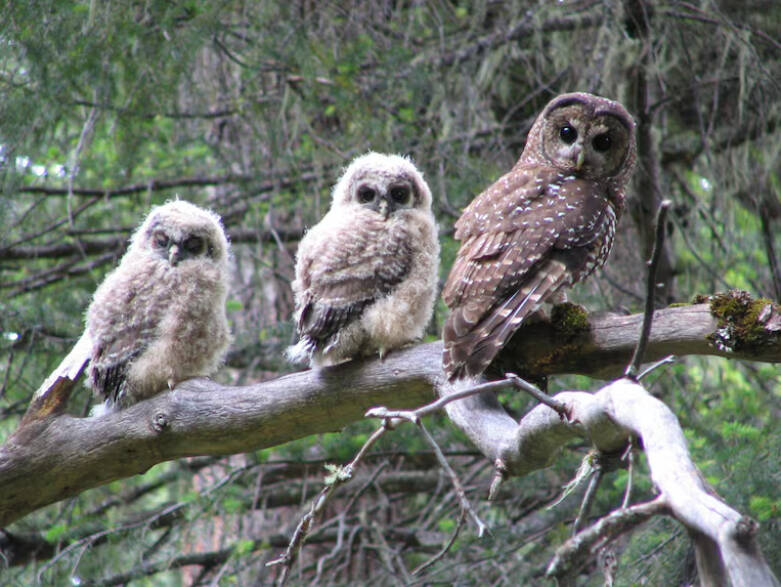 Federal hiring freeze, firings hindering endangered owl monitoring ...