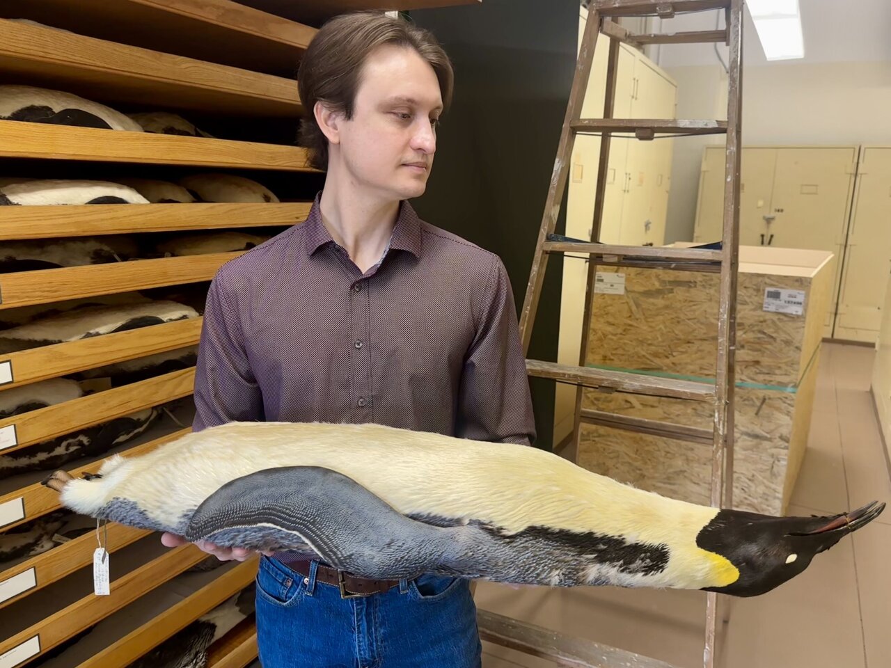 When birds lose the ability to fly, their bodies change faster than ...