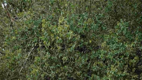 There's a well-hidden leopard in this mind-bending optical illusion ...