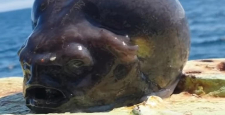 Fisherman Finds The Strangest Looking Fish Ever And I'll Have ...