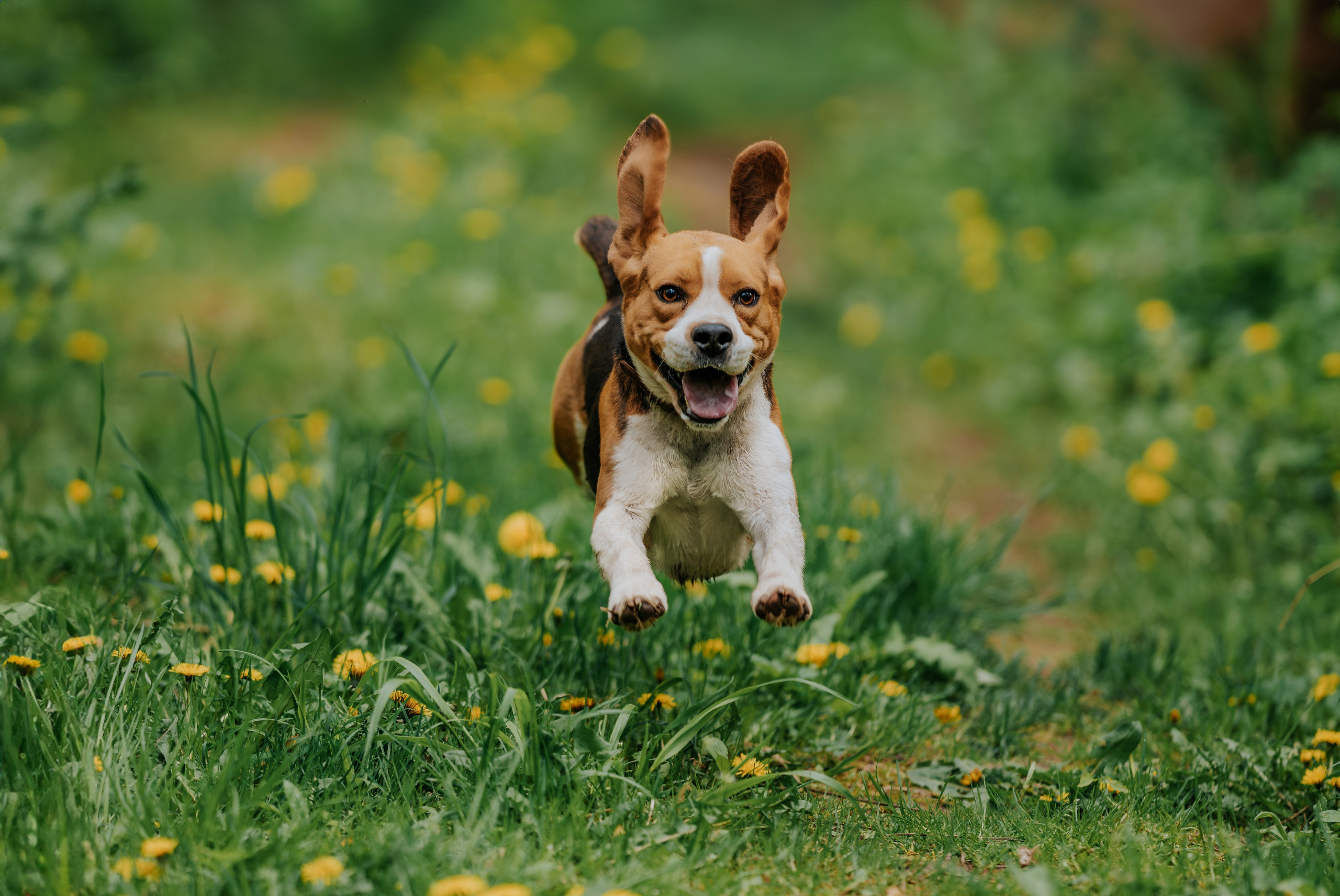Which dog should you get based on your star sign? Which dog should you get based on your star sign?