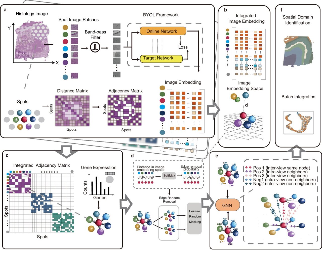 Deep-learning framework advances tissue analysis in spatial transcriptomics
