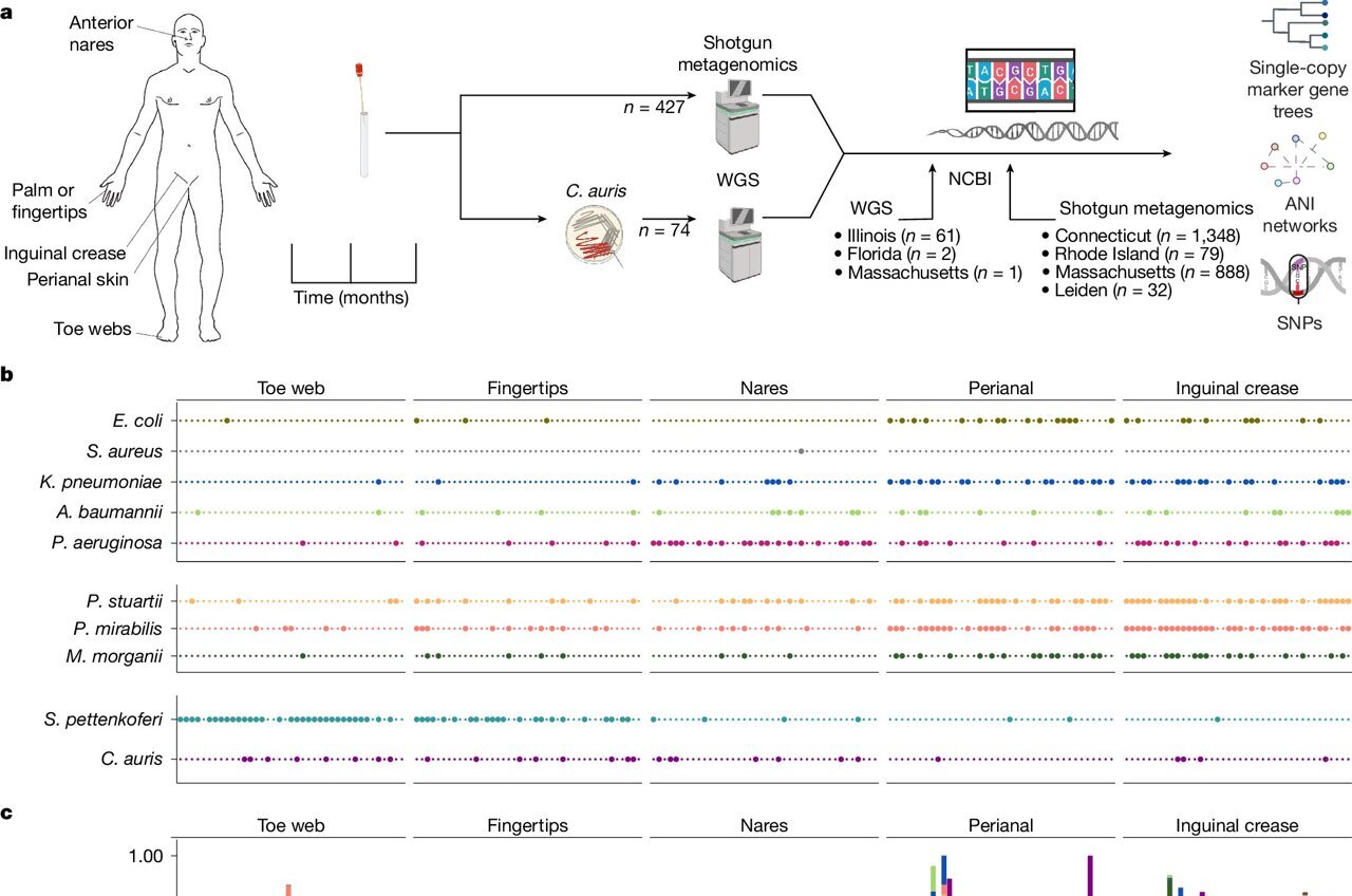 Researchers find colonization and spread of C. auris on the skin of ...