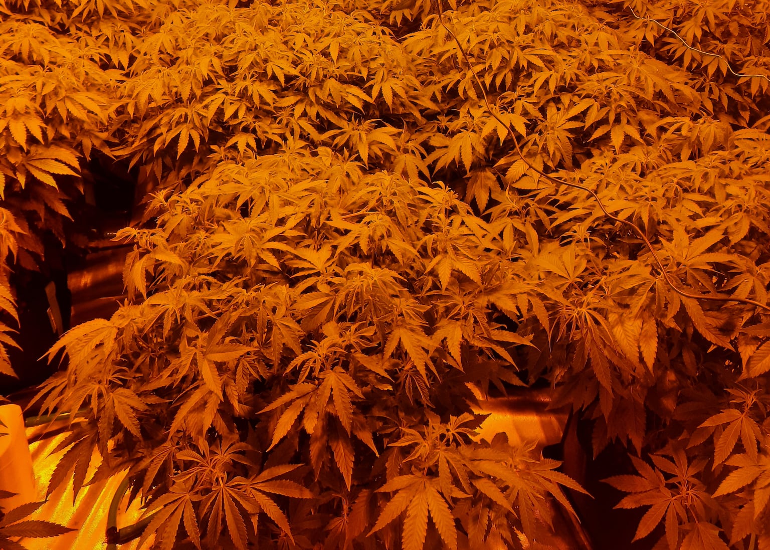 £90k of suspected cannabis found in Co Fermanagh