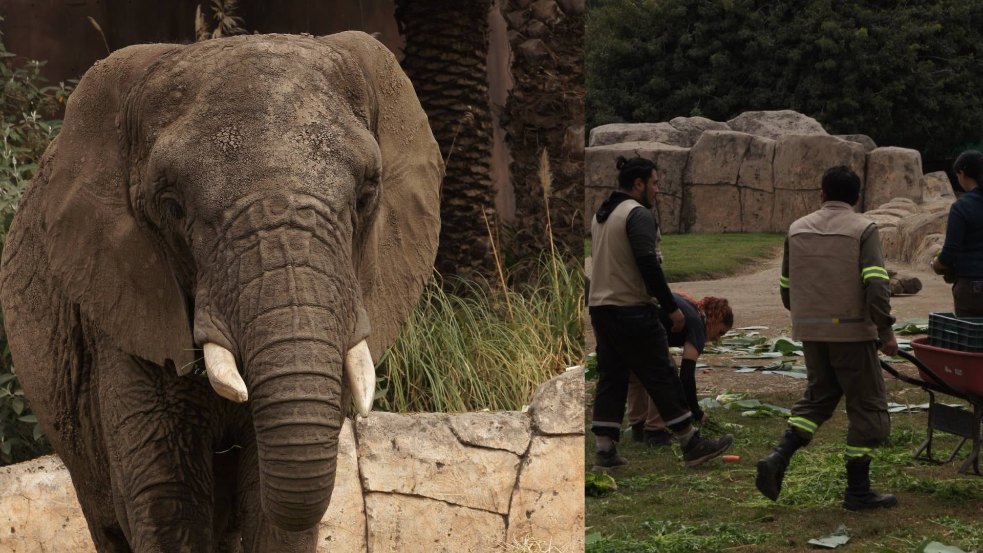 Esta es la historia “Ely”, la elefanta que fue rescatada de un circo y ...