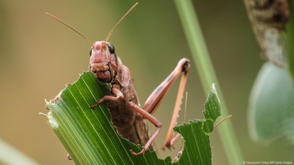 Scientists crack the code for why locusts swarm