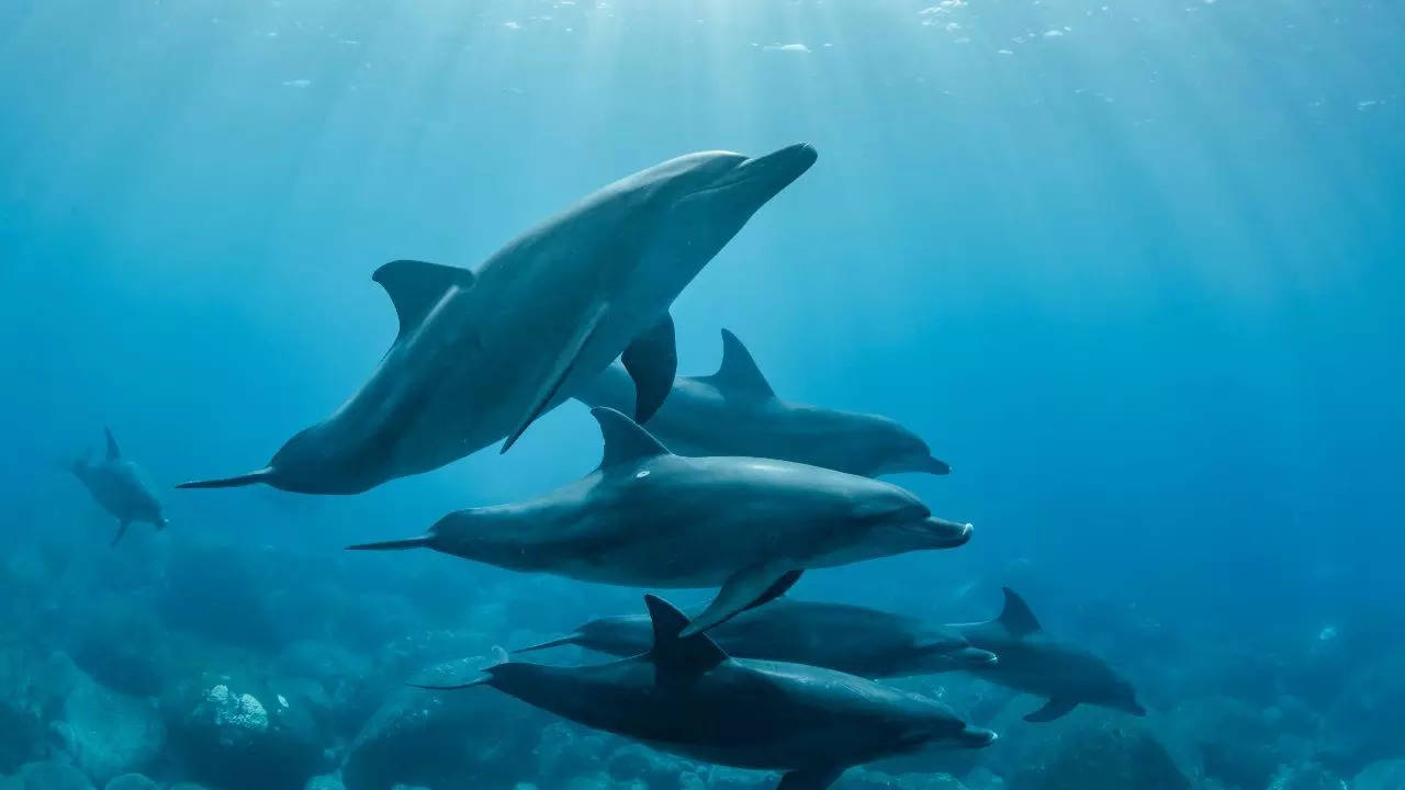 Dolphins seen ‘getting high’ on pufferfish—what’s really happening?