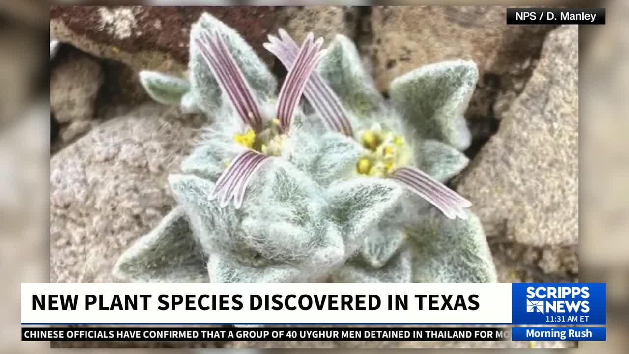 New plant species called 'wooly devil' discovered in Big Bend National Park