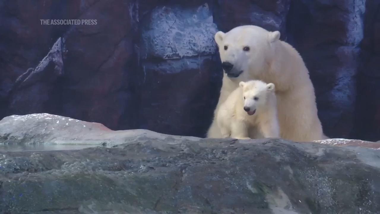 'First polar bear cub born in LatAm' makes debut at Sao Paulo Aquarium
