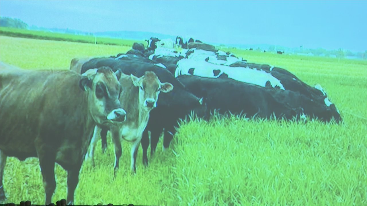 Life on the Farm: pasture