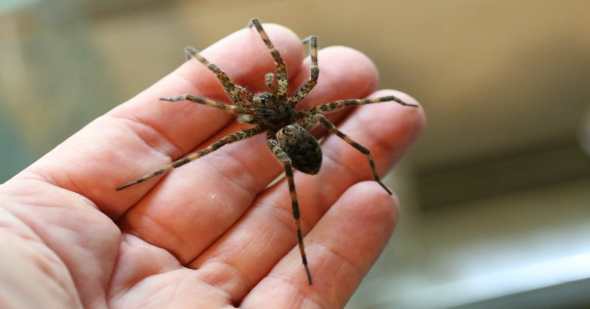 Here’s Why You Should Tip Your Hat To The Spiders Living In Your Home