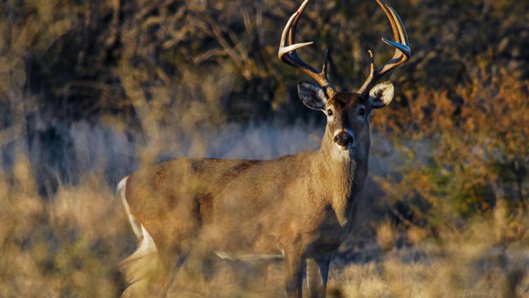 Texas game wardens bust illegal deer smuggling operations after massive ...