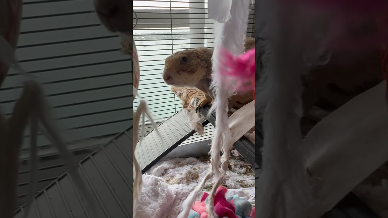 Prairie dog Poppy relaxes as Paxton races down the ladder for attention