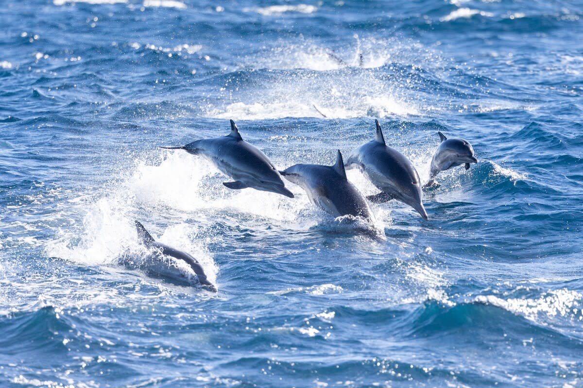 Rare 'Super Pod' of Dolphins with Moms and Babies 'Leaping in Air ...