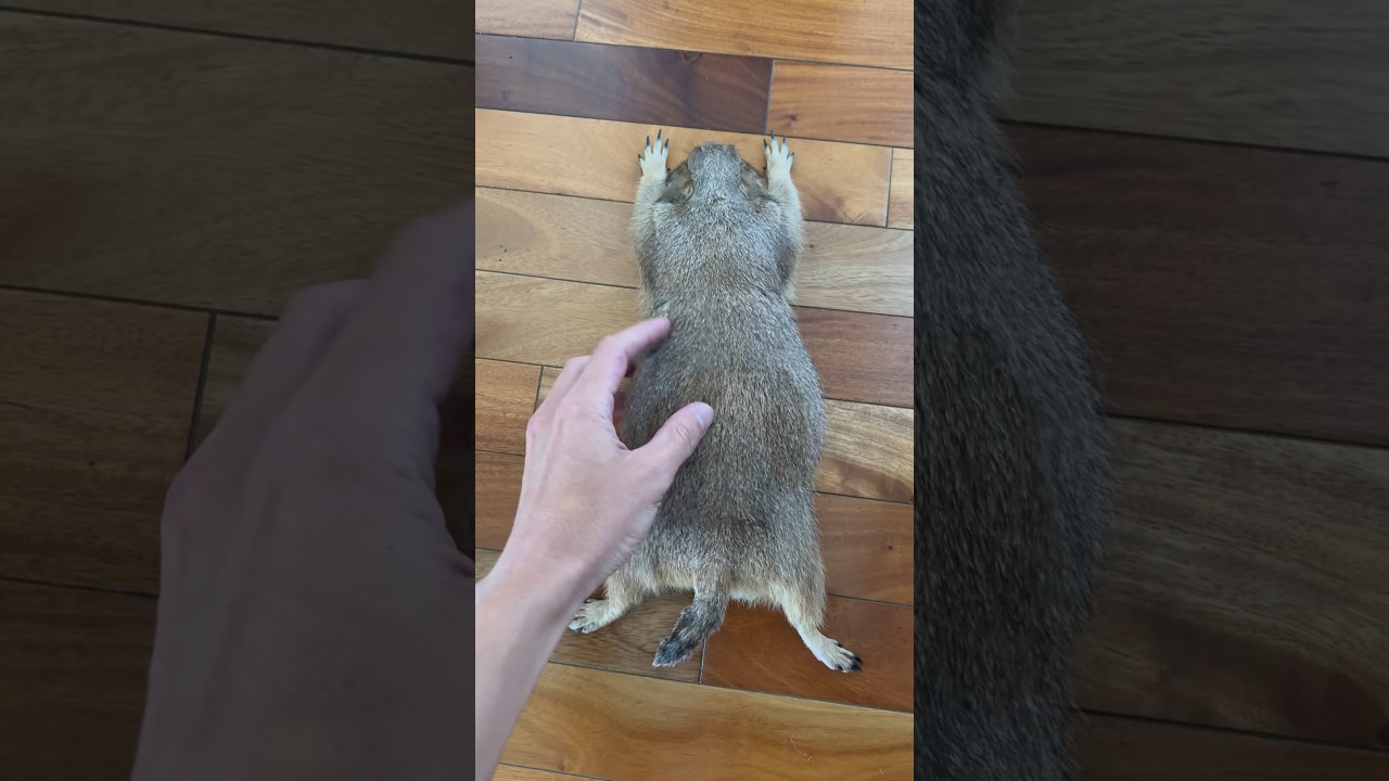 Prairie Dog Does the Classic Sploot Pancake