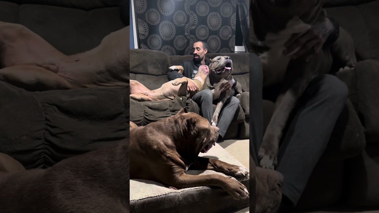 Answering tough questions about my dogs