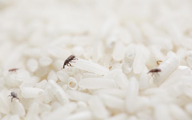 O que são esses bichinhos que dão no arroz e como se livrar deles muito ...