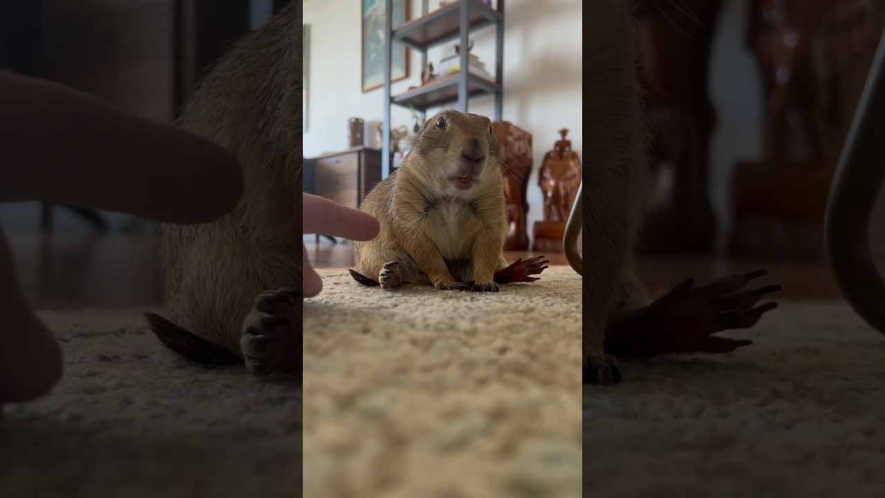 Prairie dog requests butt scratches for comfort