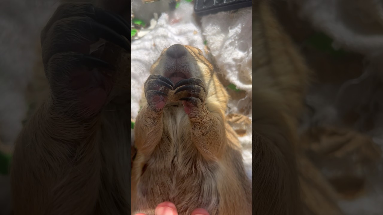 Prairie Dog Snacks Relaxing on Her Back, Cute Moments