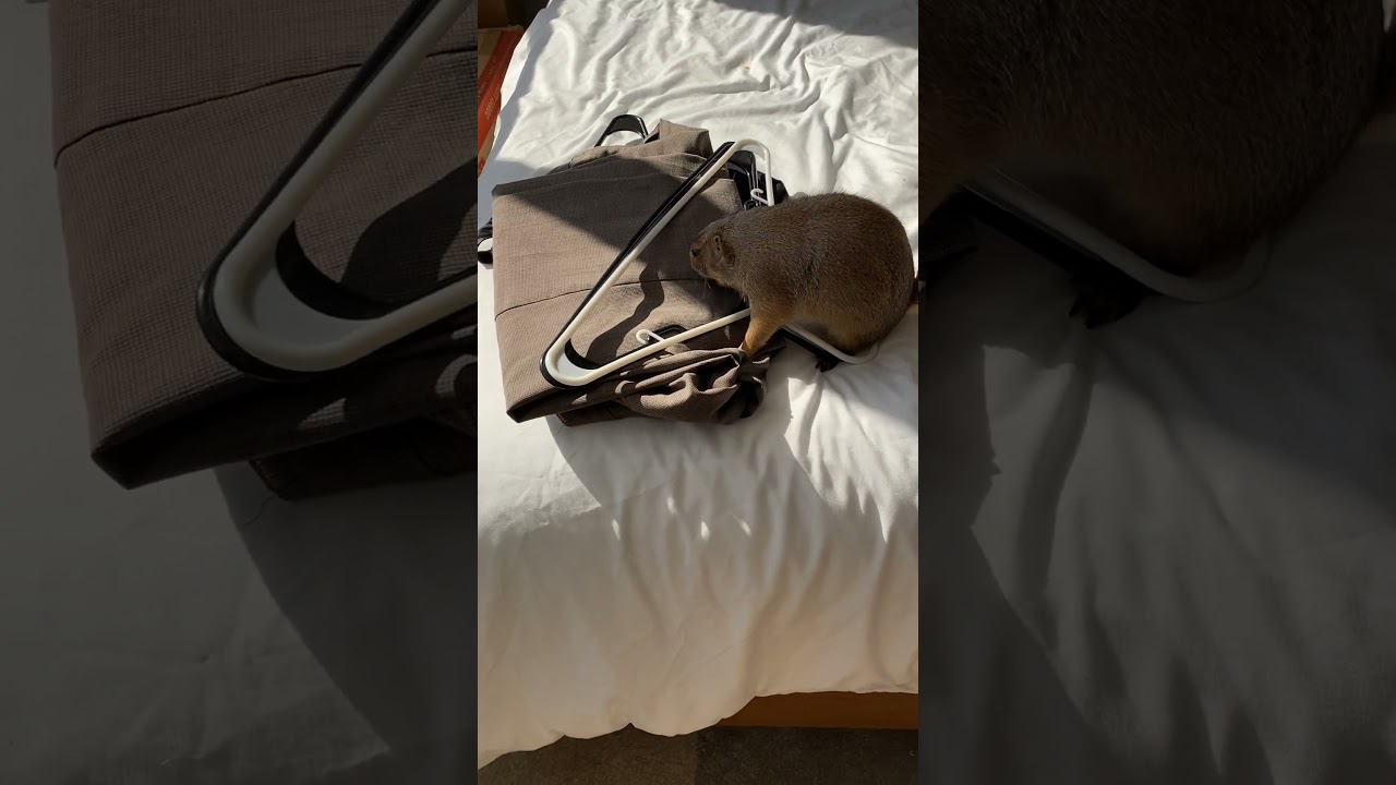 This prairie dog has strong opinions about guests