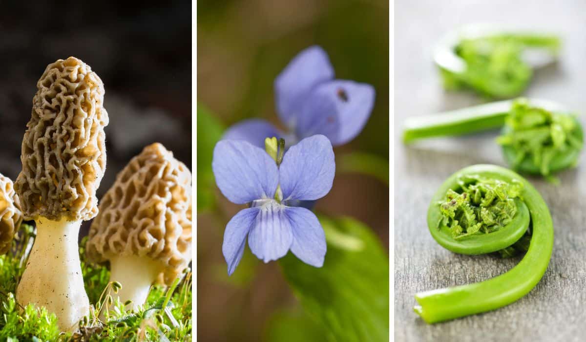 Intro to Spring Foraging: 8 Edible Plants that are Easy to Identify and ...