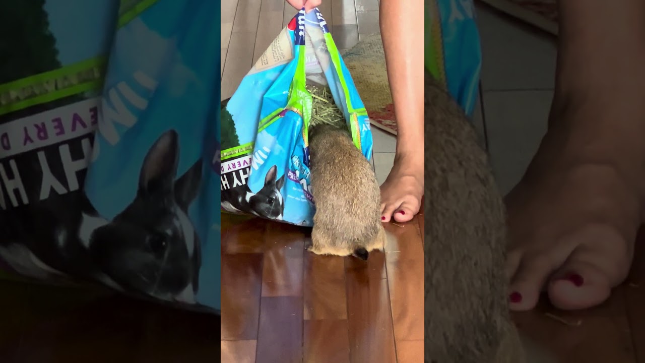 Poppy the Messy Eater: Prairie Dog Antics