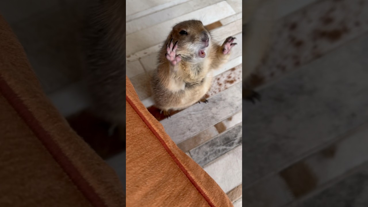 Prairie dog shows a spicy side at times