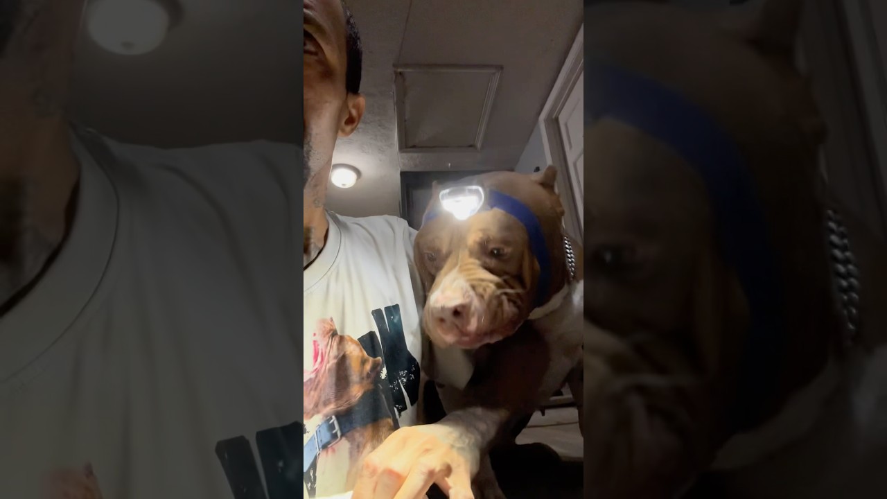 Annoyed owner cannot stop his dog from ruining the video
